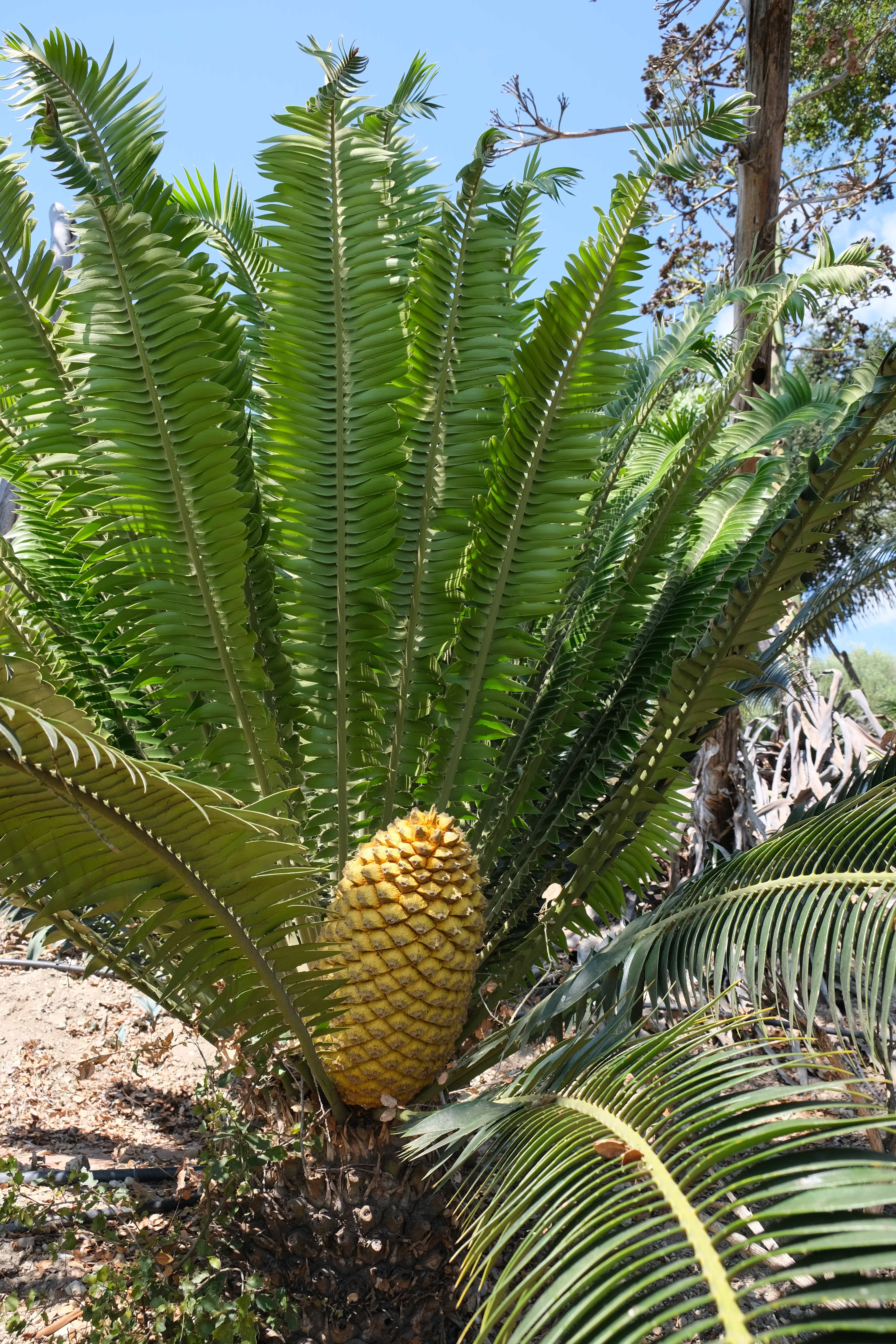 Cycads: Encephalartos transvenosus