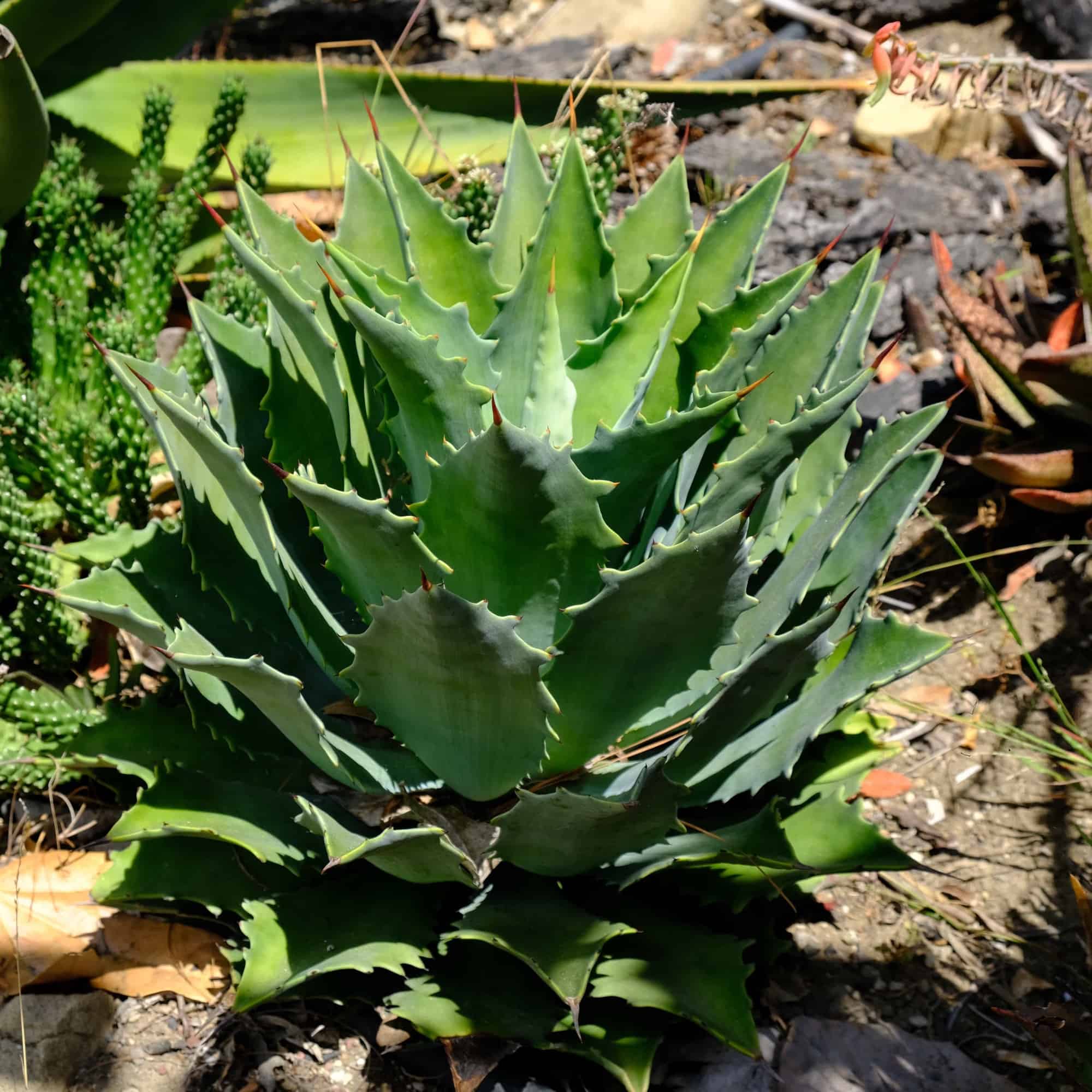 Agave and Hechtia: Agave parryi