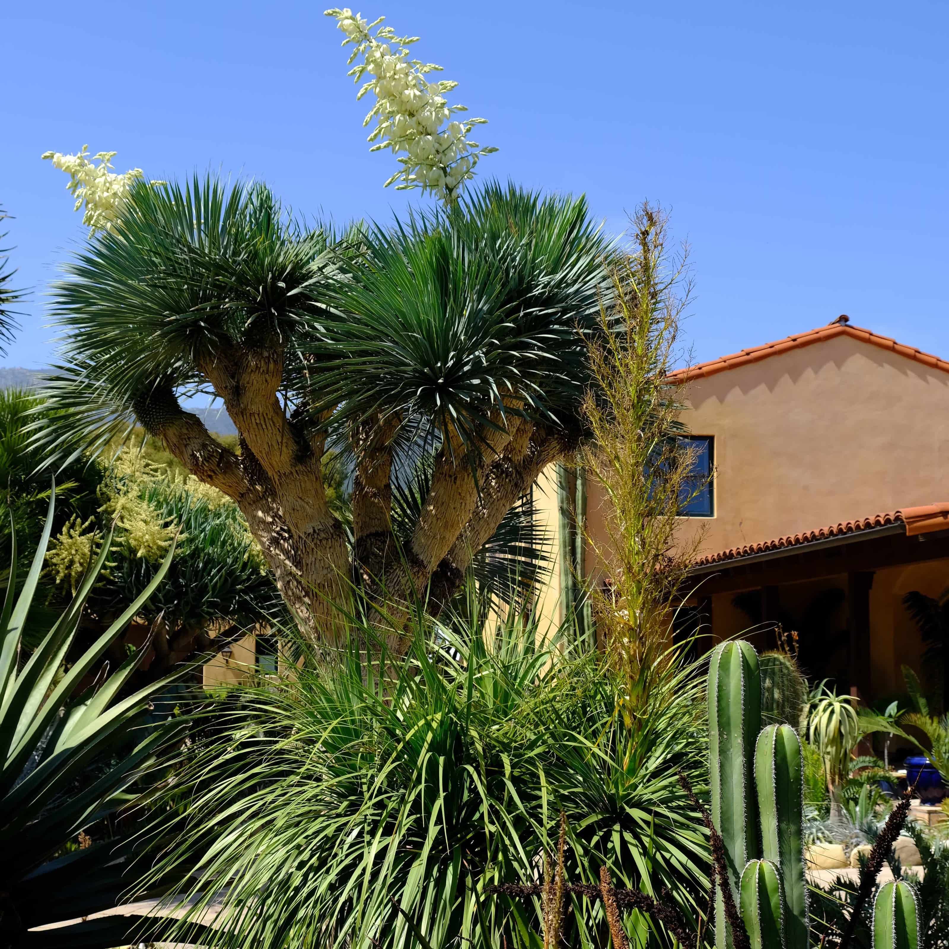 Succulent Trees: Yucca rostrata