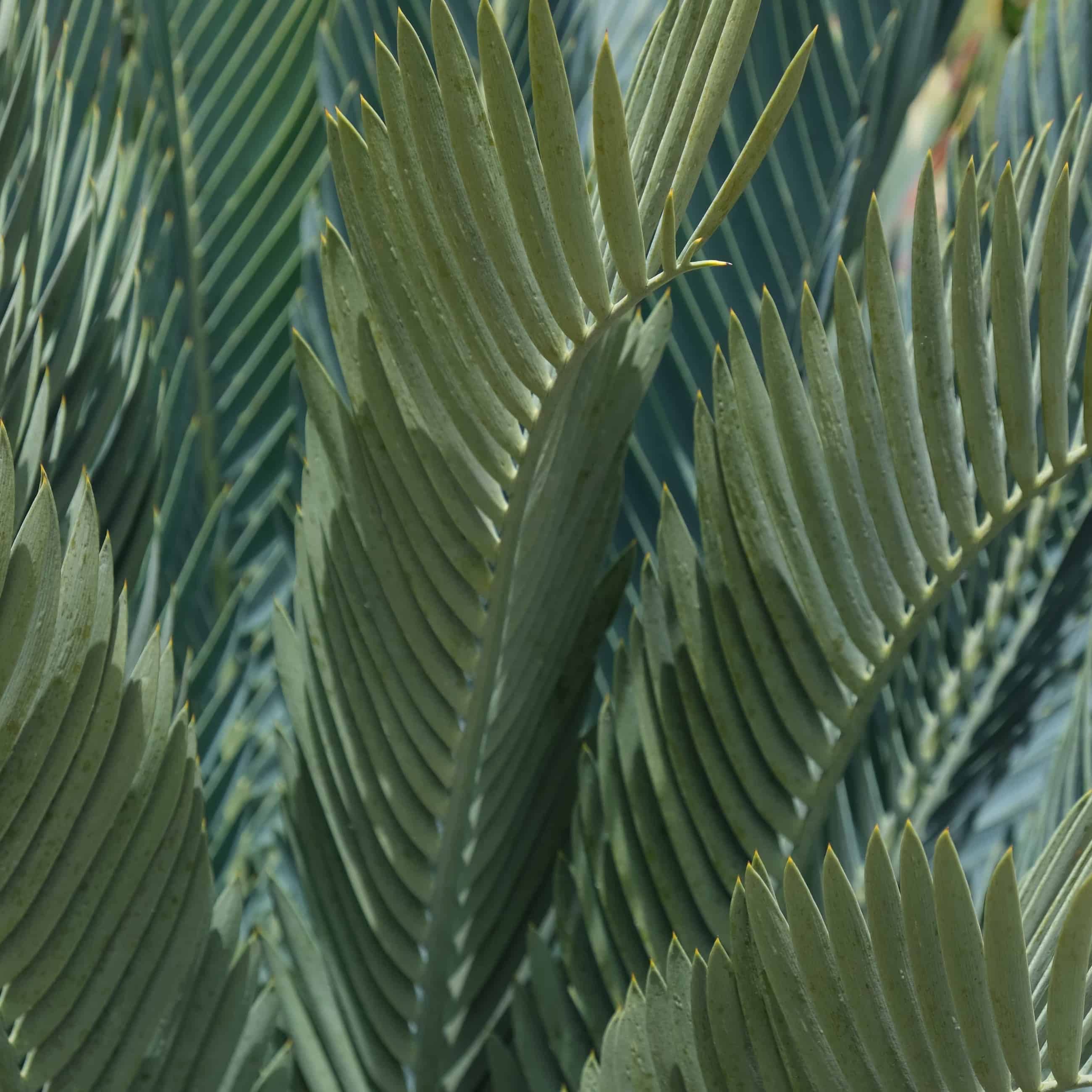 Cycads: Encephalartos horridus