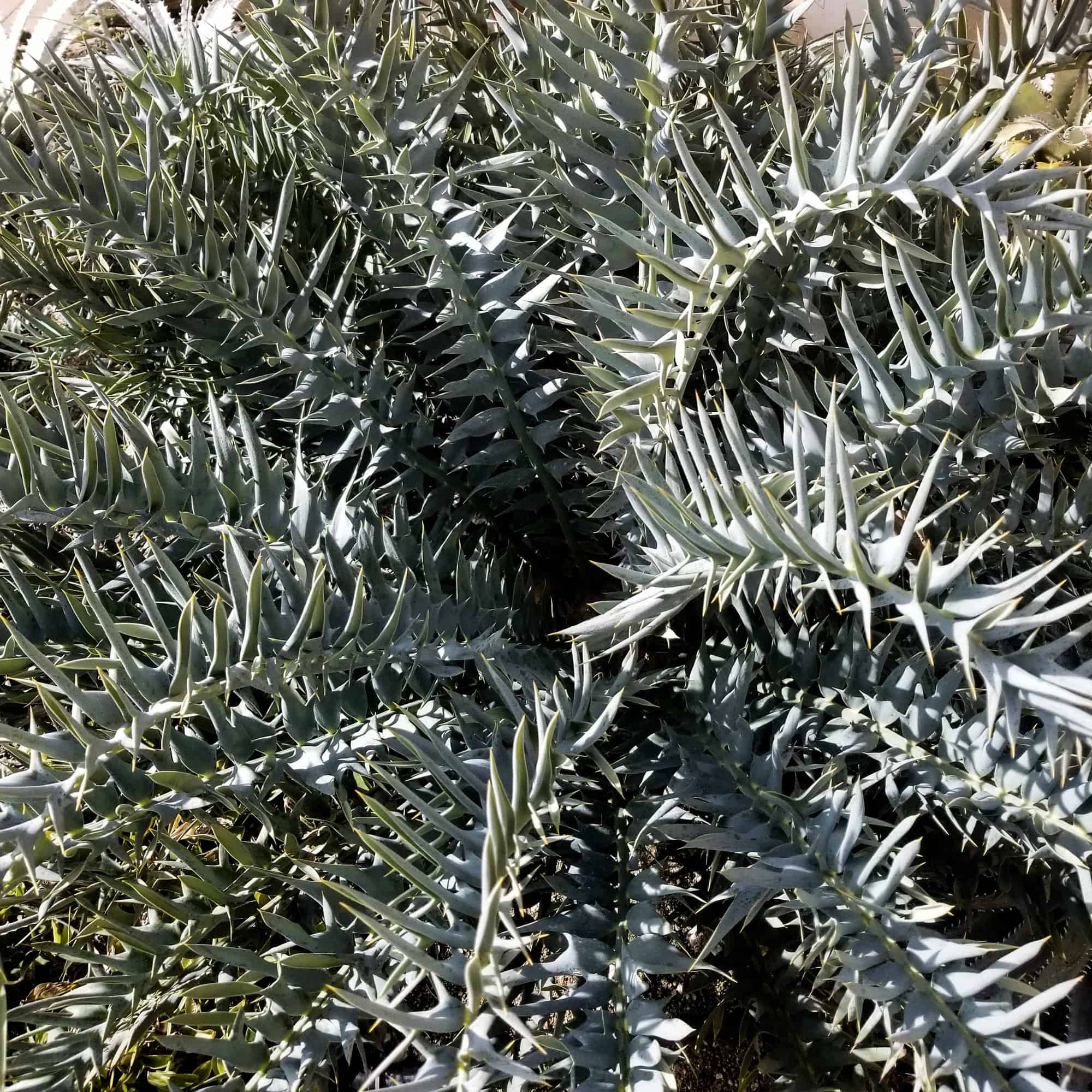 Cycads: Encephalartos horridus