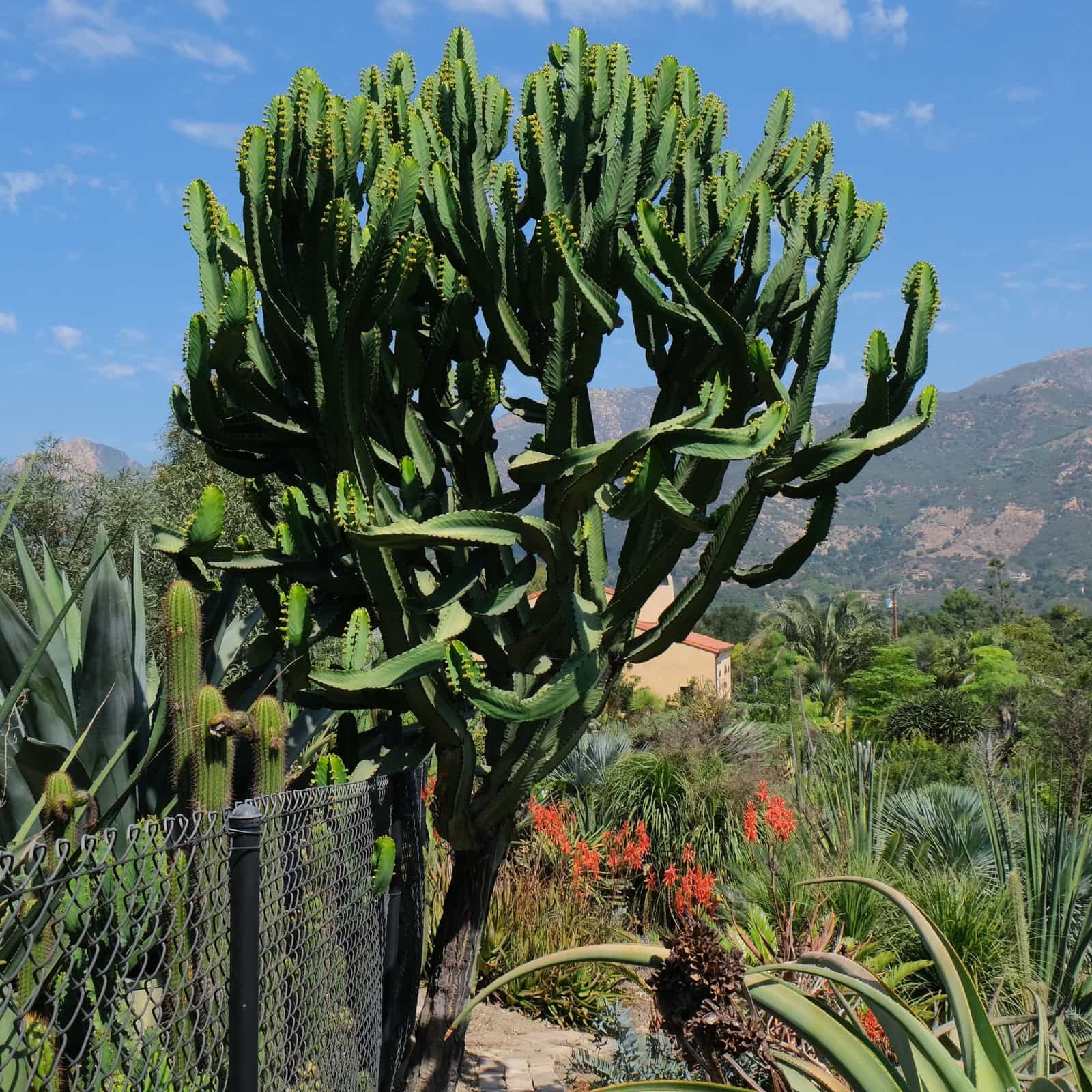 Cactus and Succulents: Euphorbia ingens