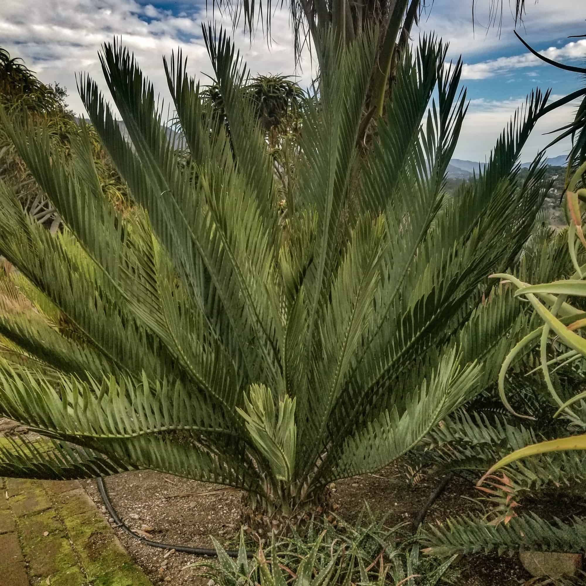Cycads: Encephalartos trispinosus