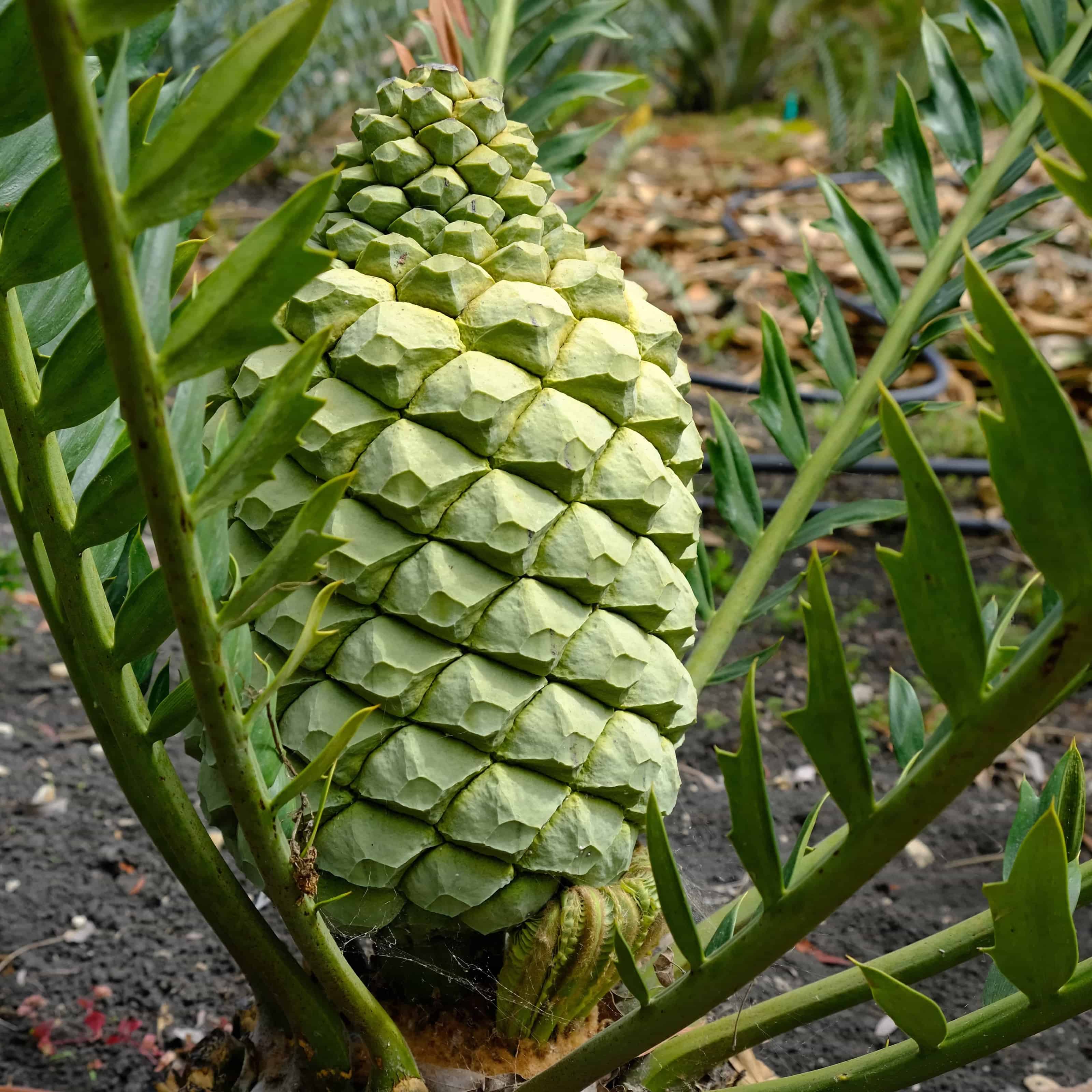 Cycads: Encephalartos arenarius