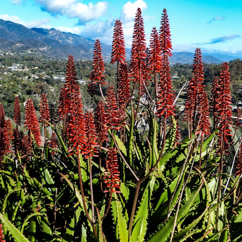 Aloes: Aloe cameronii