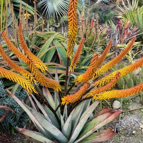 Aloes: Aloe ferox
