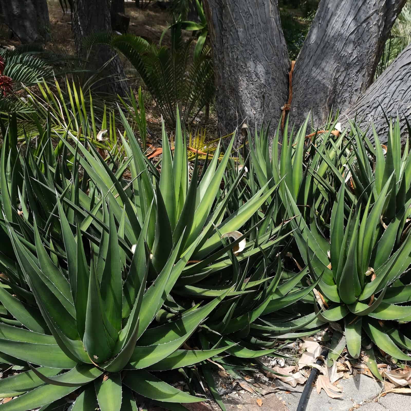 Agave and Hechtia: Hechtia lanata
