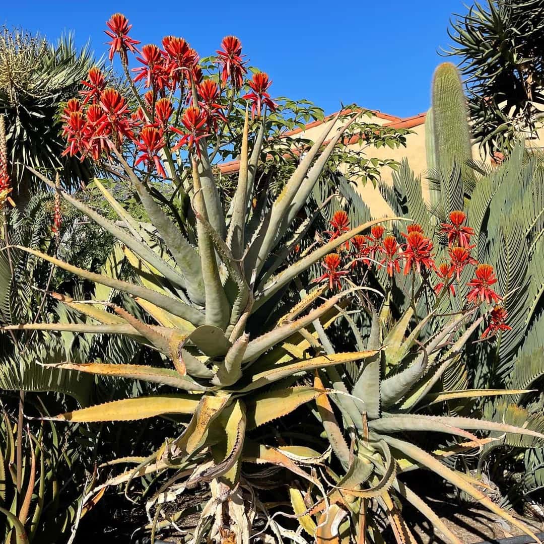 Aloes Specimen Gallery