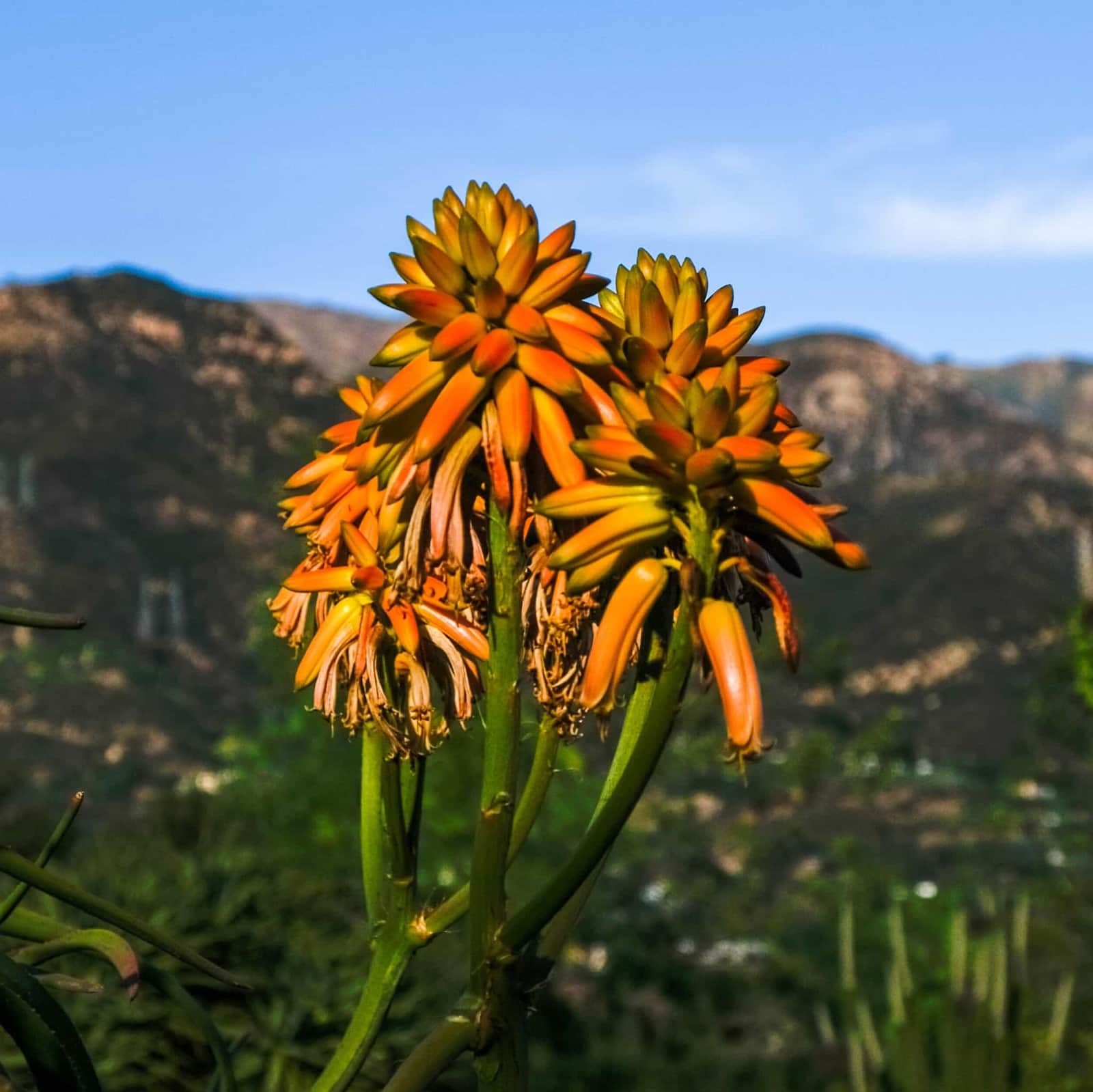 Aloes: Aloe "Hercules"