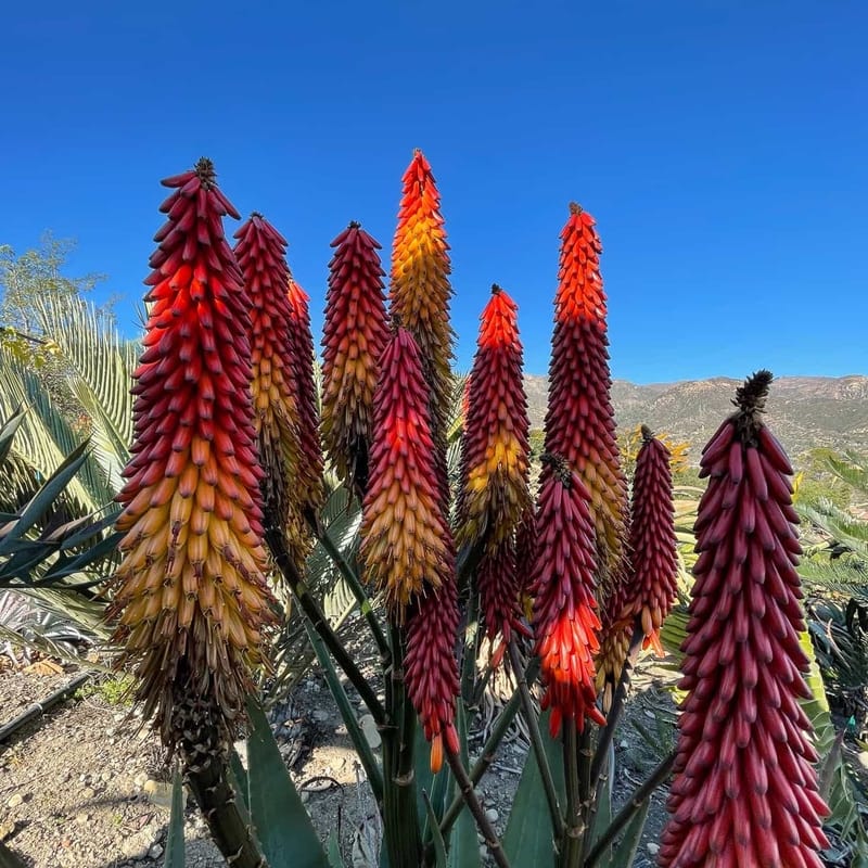 Aloes: Aloe sabaea