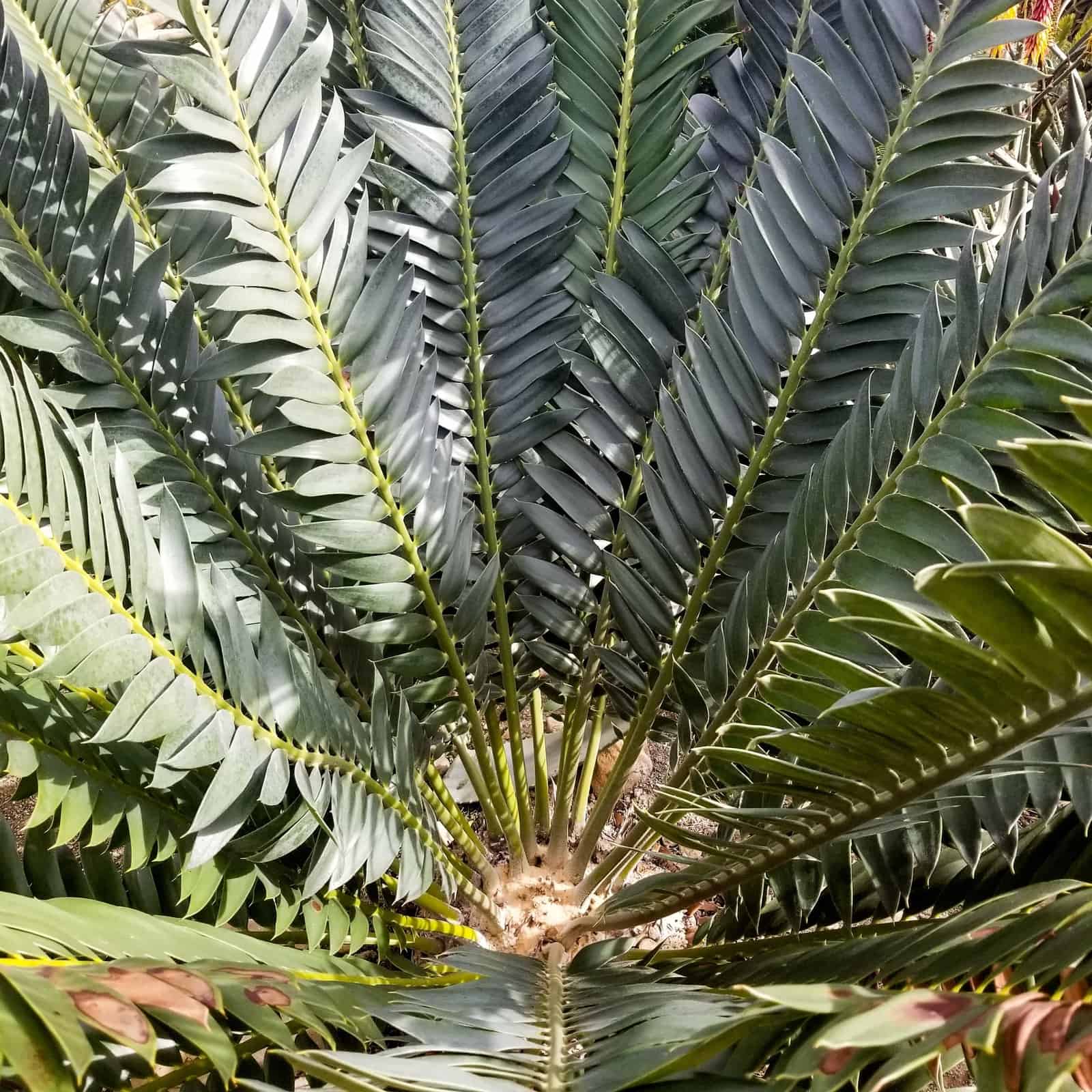 Cycads: Encephalartos arenarius x horridus