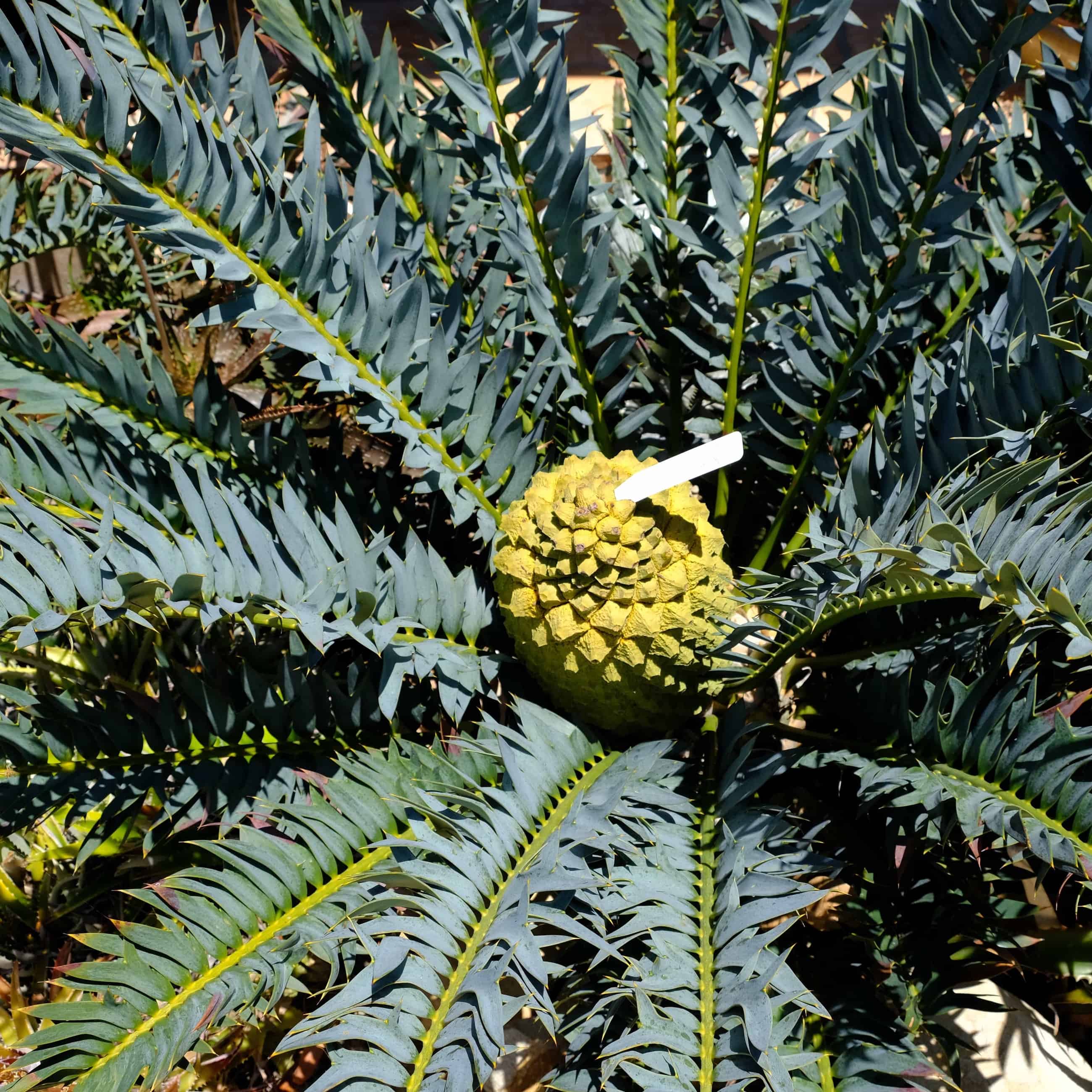 Cycads Specimen Gallery