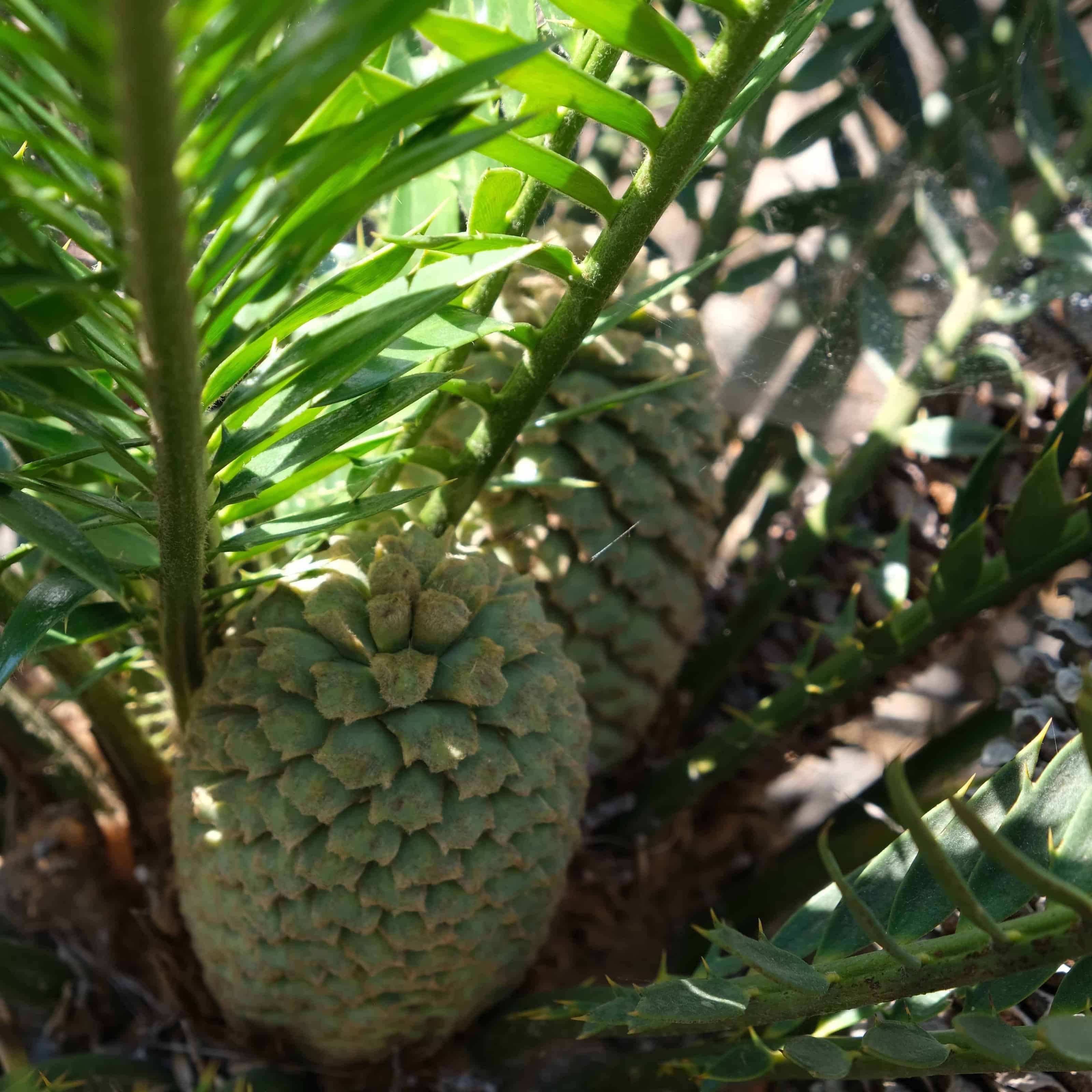 Cycads Specimen Gallery