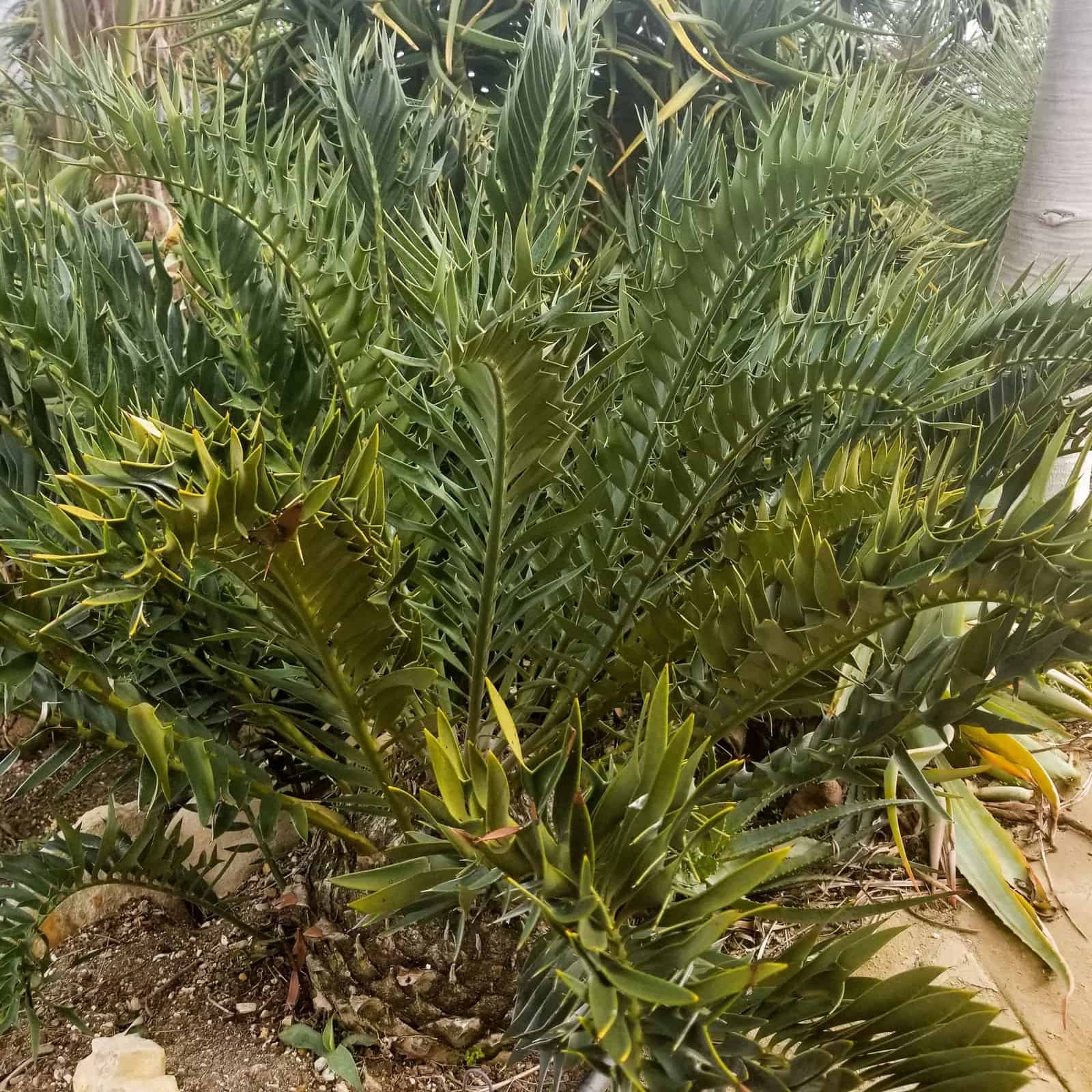 Cycads Specimen Gallery