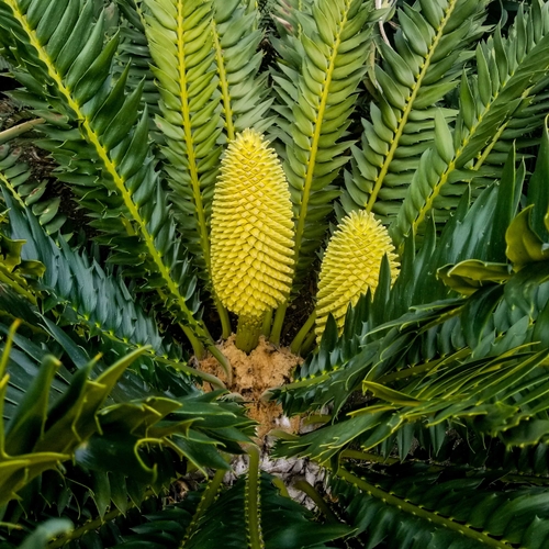 Cycads Specimen Gallery