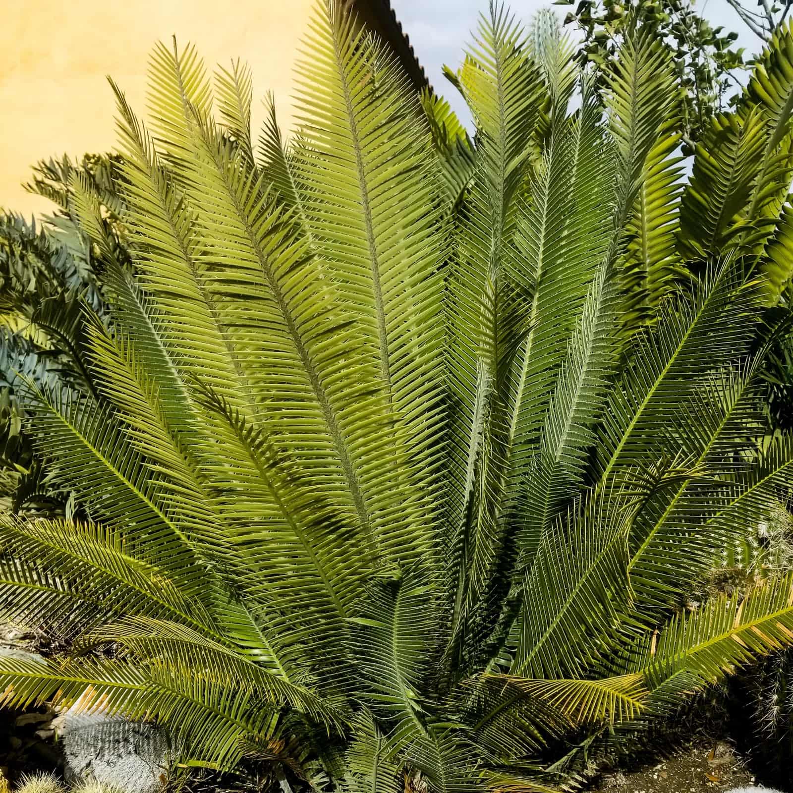 Cycads: Dioon purpusii