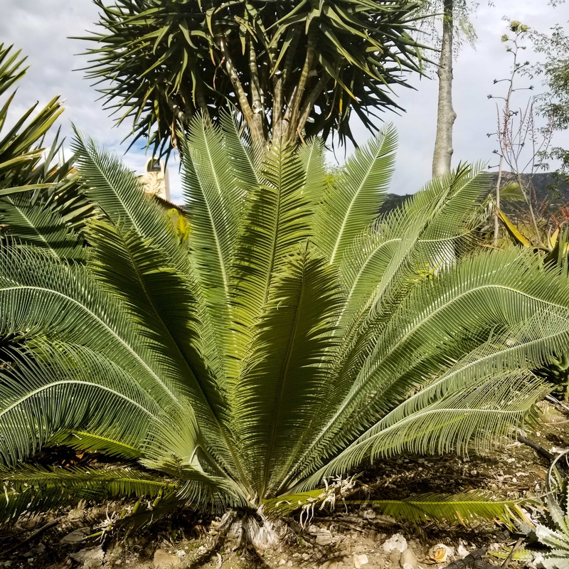 Cycads Specimen Gallery