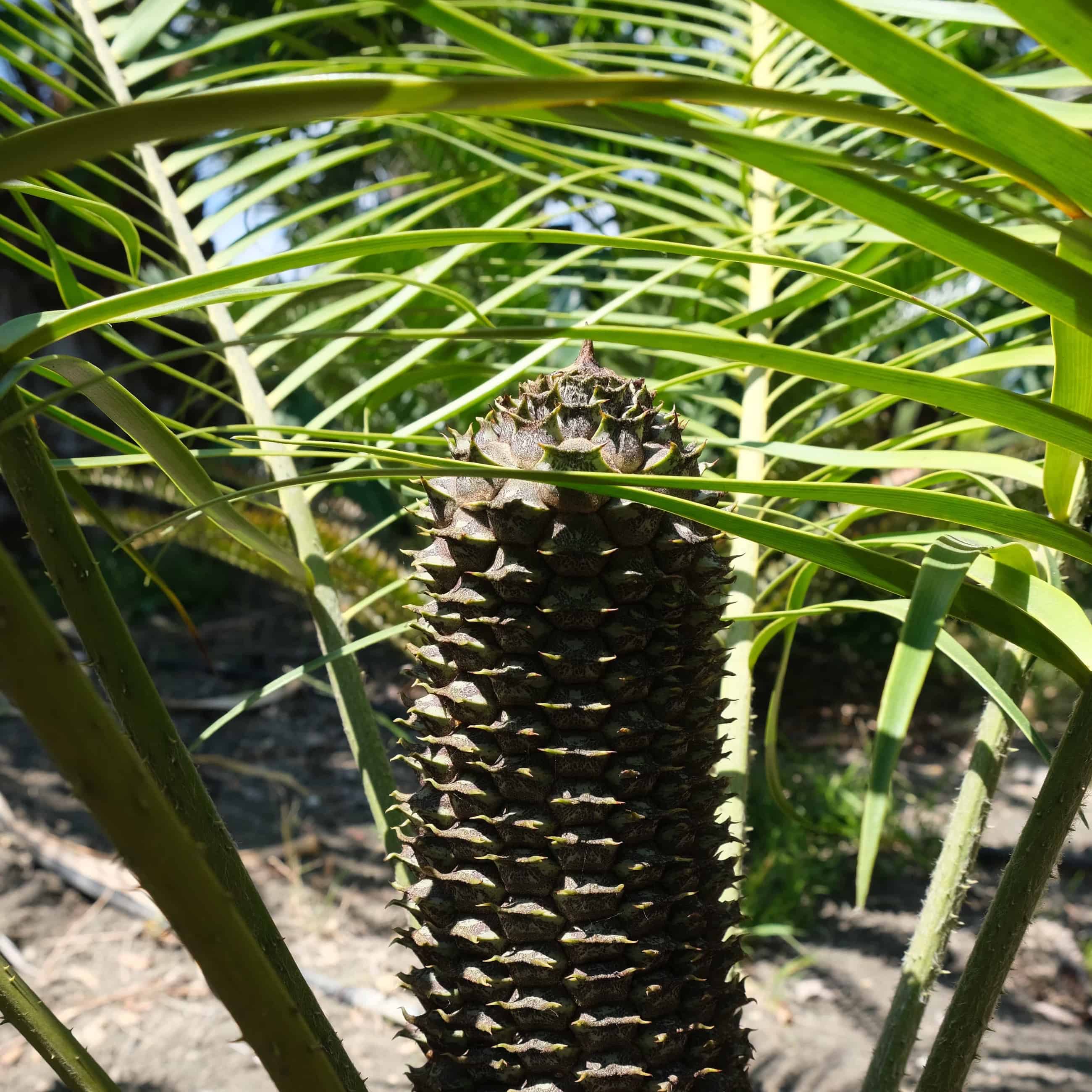 Cycads Specimen Gallery