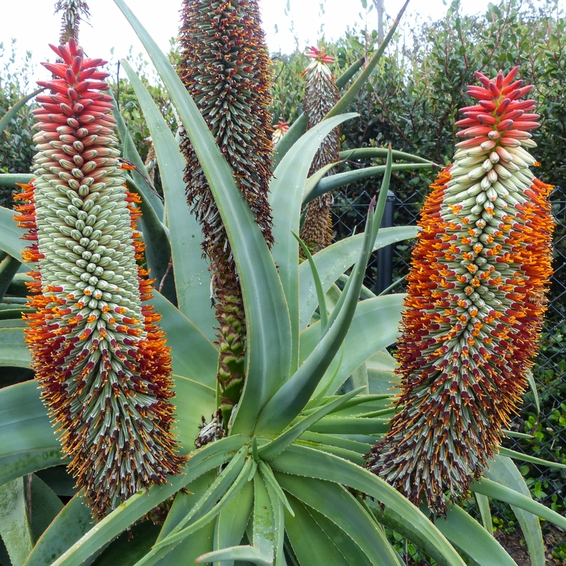 Aloes: Aloe "Hercules"