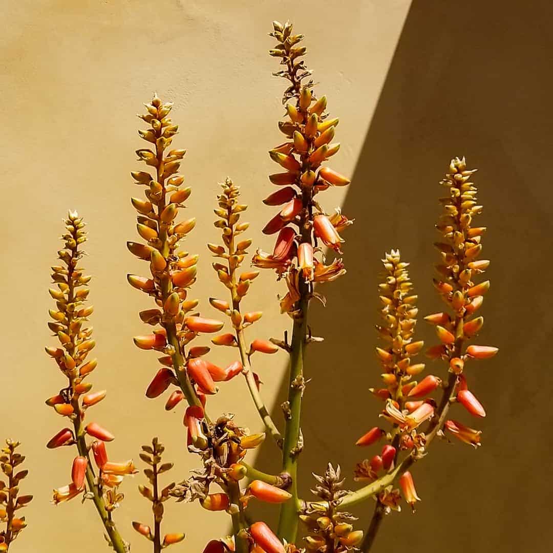 Aloes: Aloe excelsa