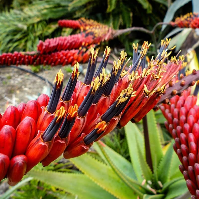Aloes Specimen Gallery