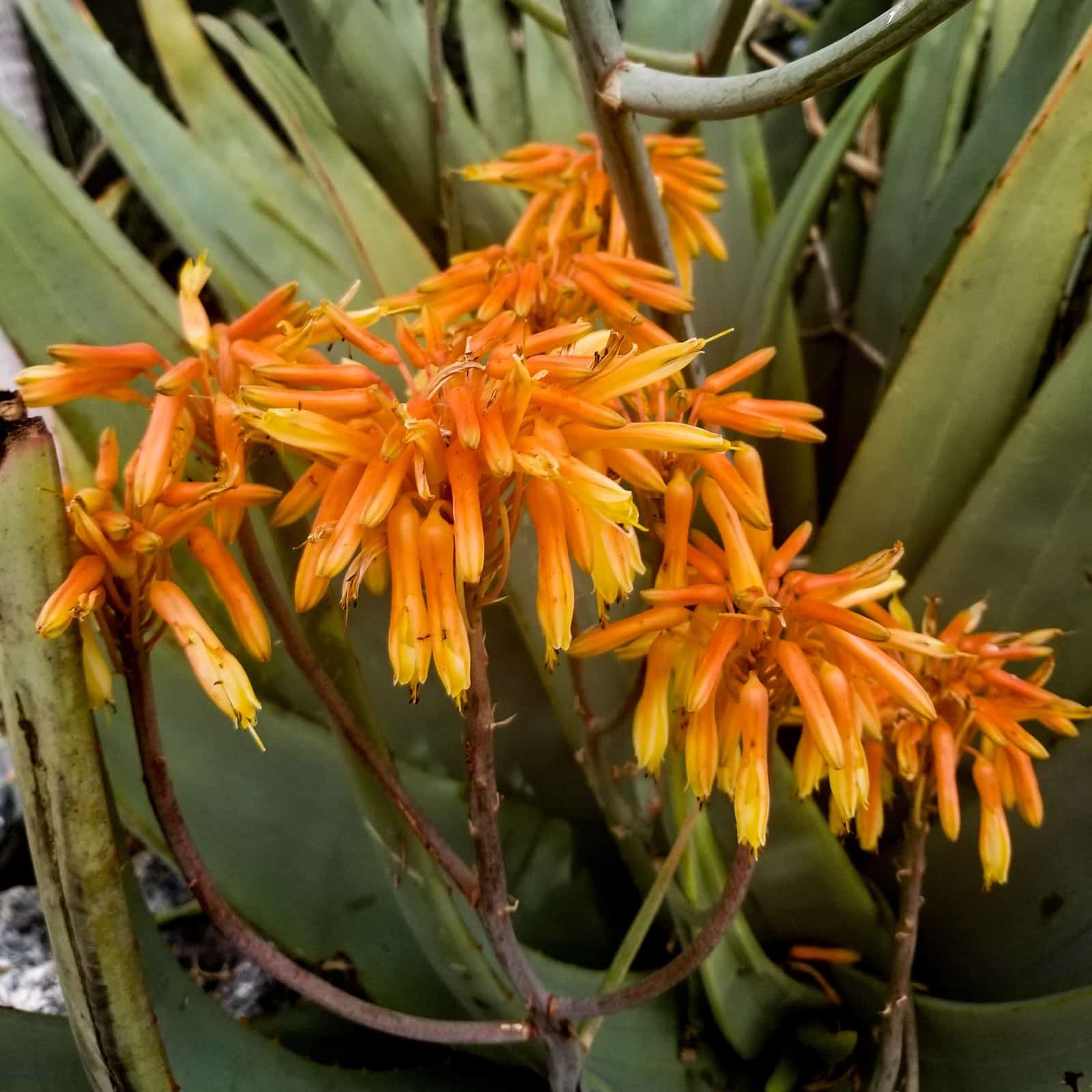Aloes: Aloe "Hercules"