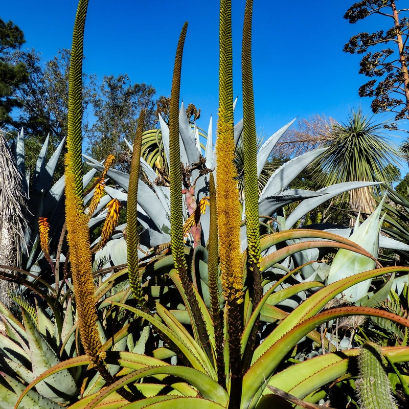 Aloes: Aloe excelsa