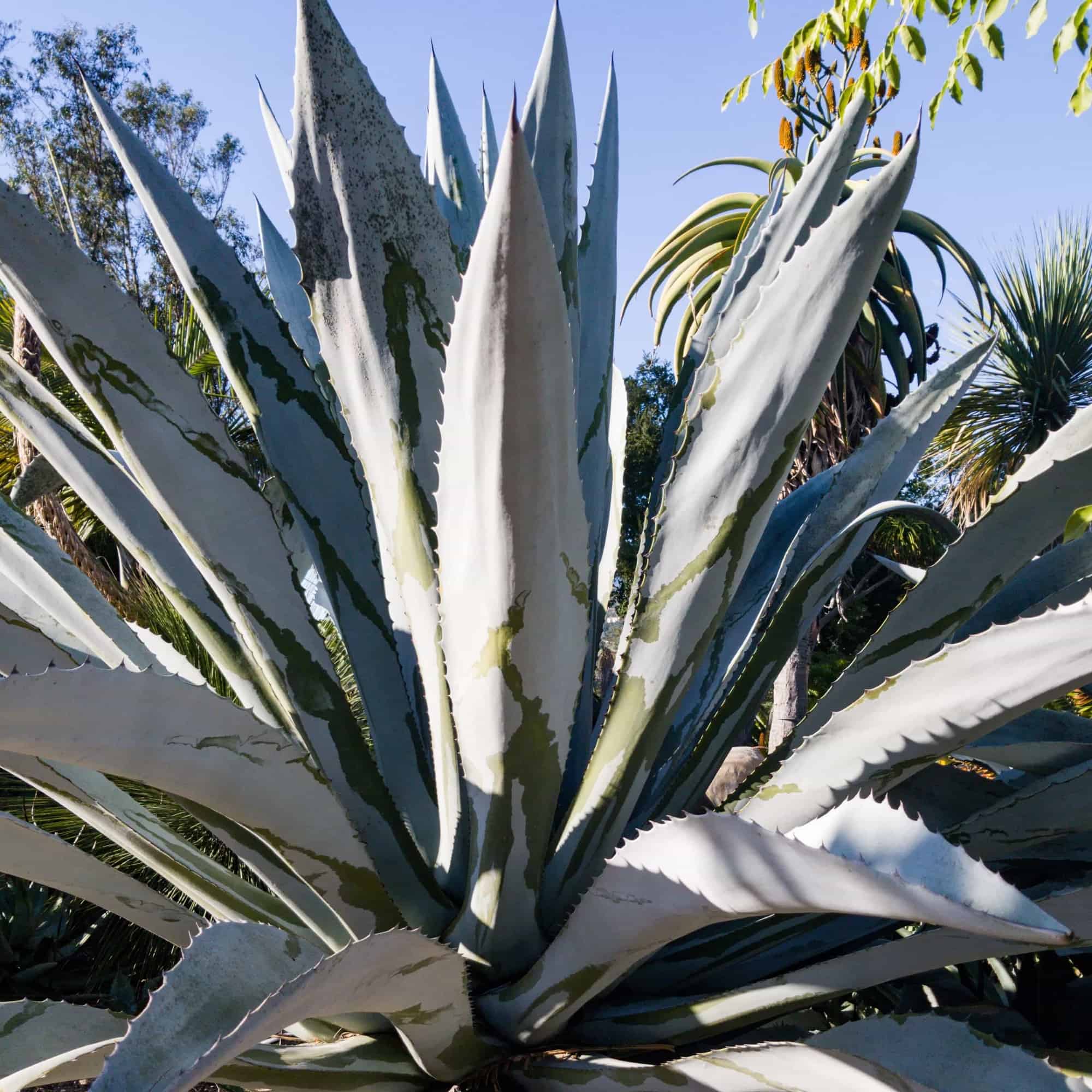 Agave and Hechtia: Agave oteroi
