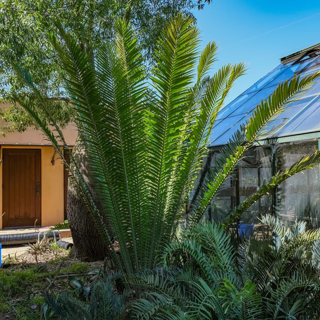 Cycads: Encephalartos arenarius