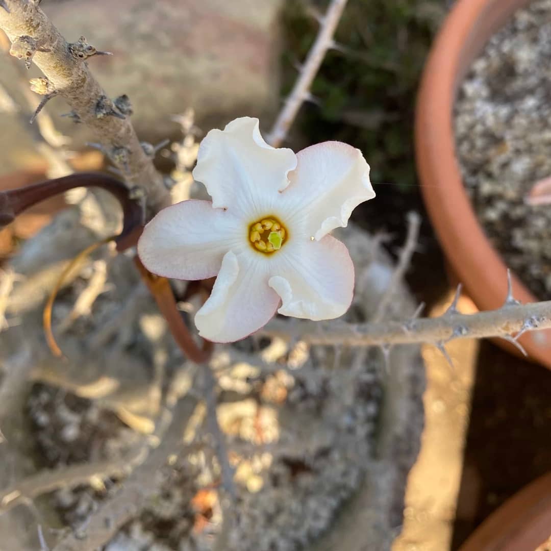 Cactus and Succulents: Cyphostemma juttae