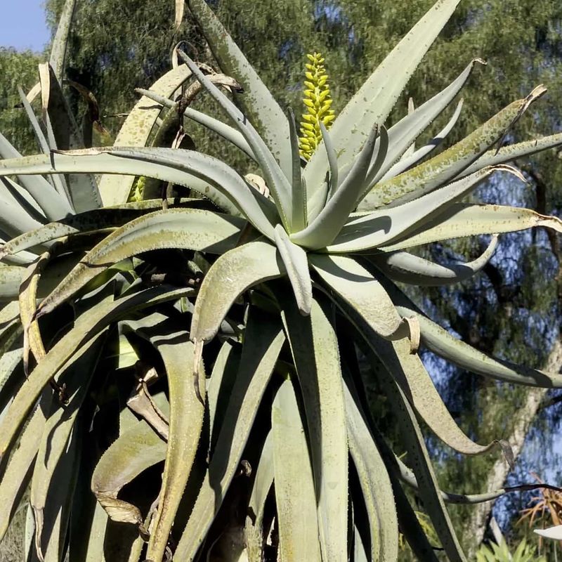 Aloes: Aloe "Hercules"