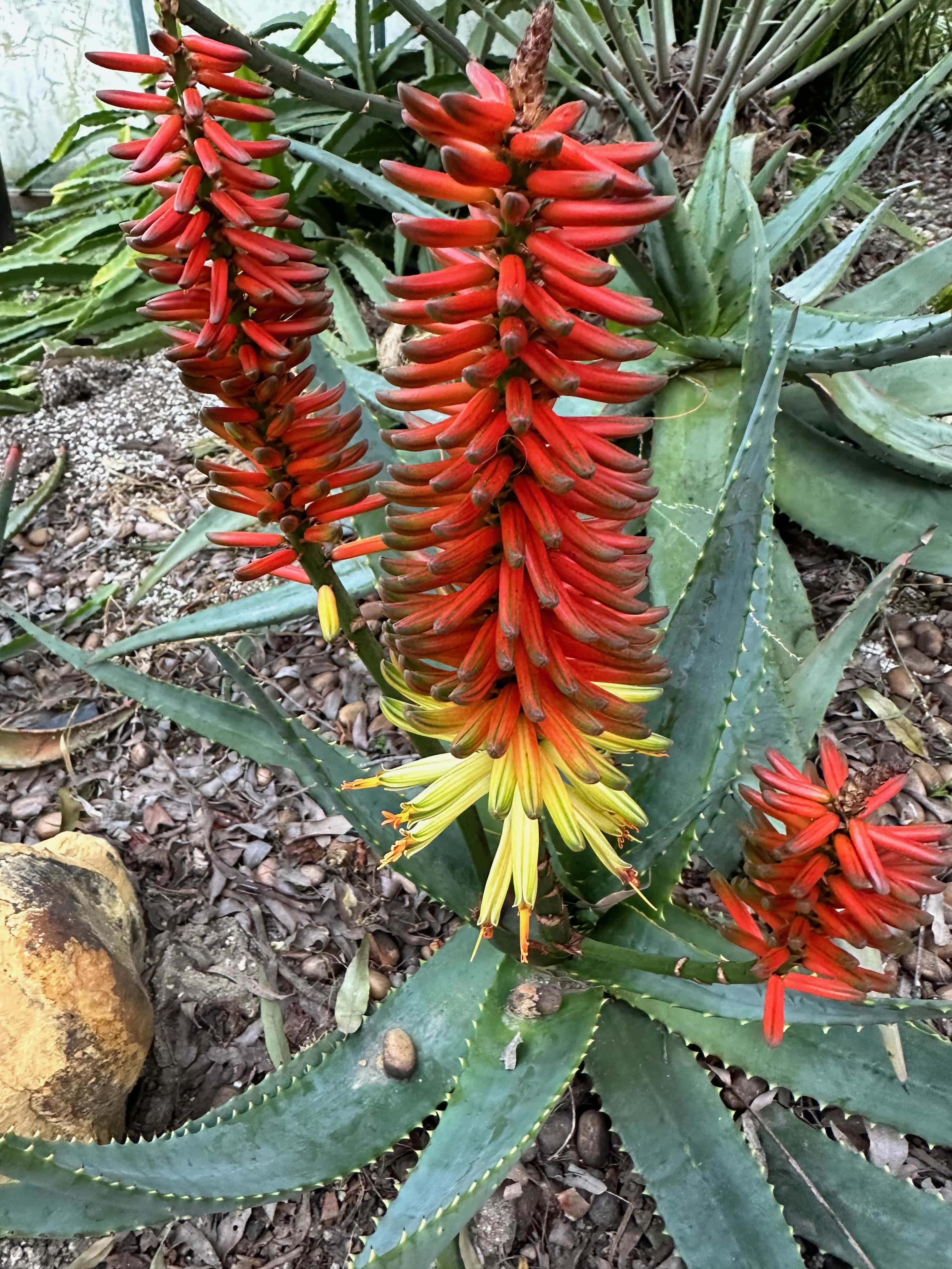 Aloe Bloom Tour