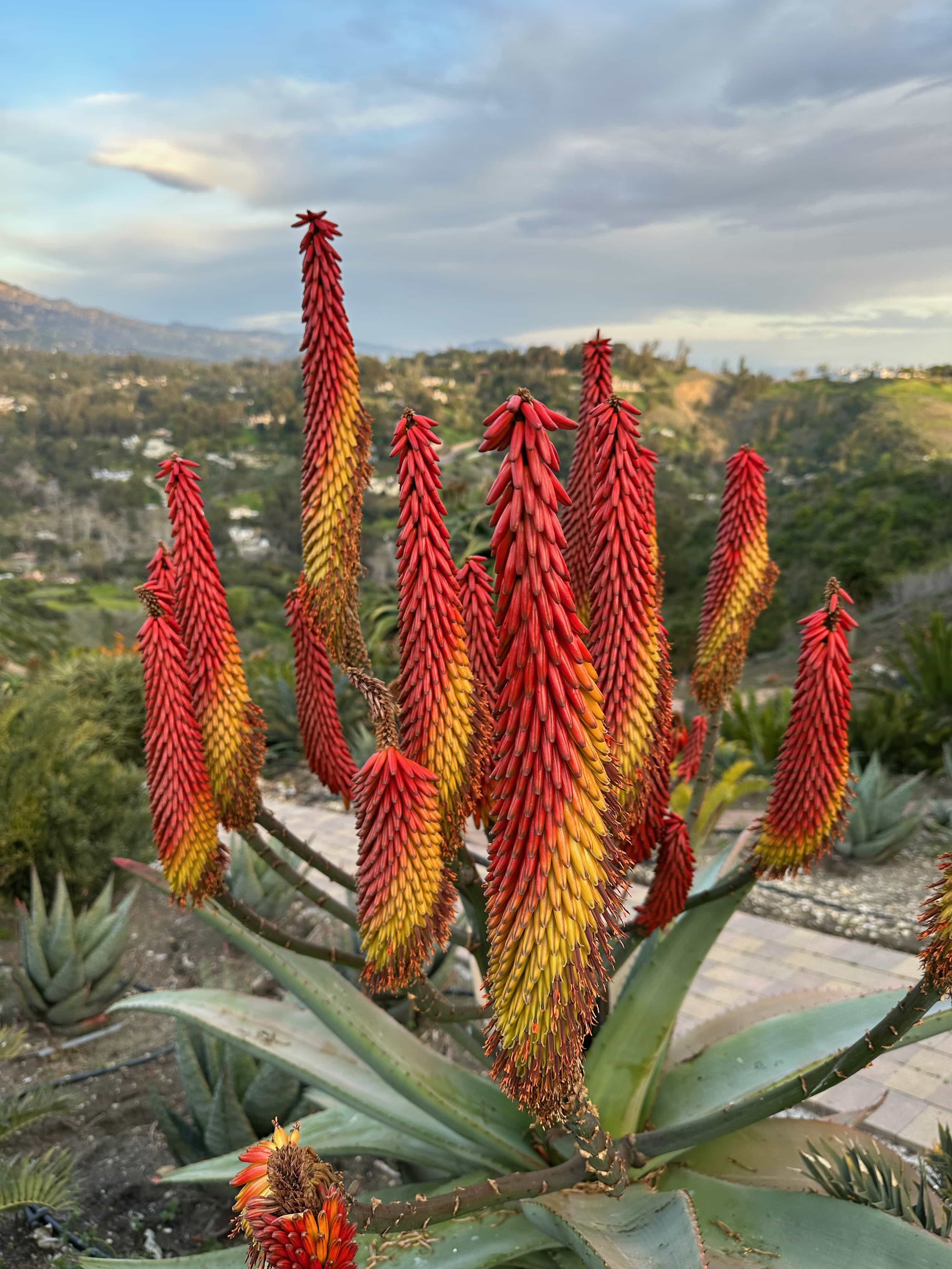 Aloe Bloom Tour