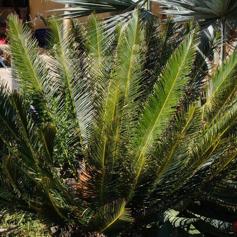 Cycads Specimen Gallery