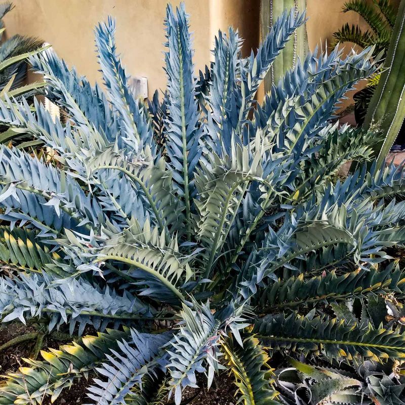 Cycads Specimen Gallery