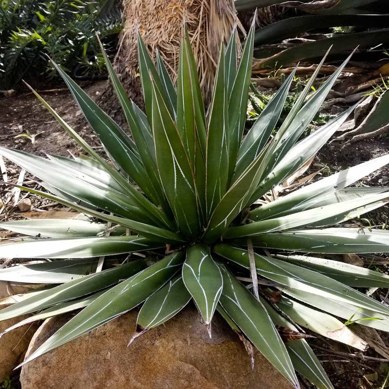 Agave and Hechtia Specimen Gallery