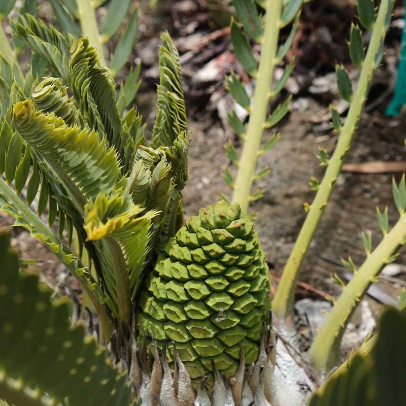 Cycads Specimen Gallery