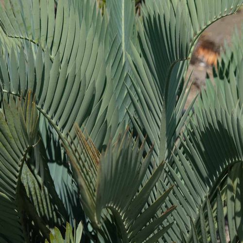 Cycads Specimen Gallery