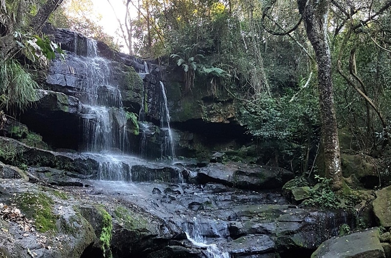 Paraguay Birding & Nature PBN
