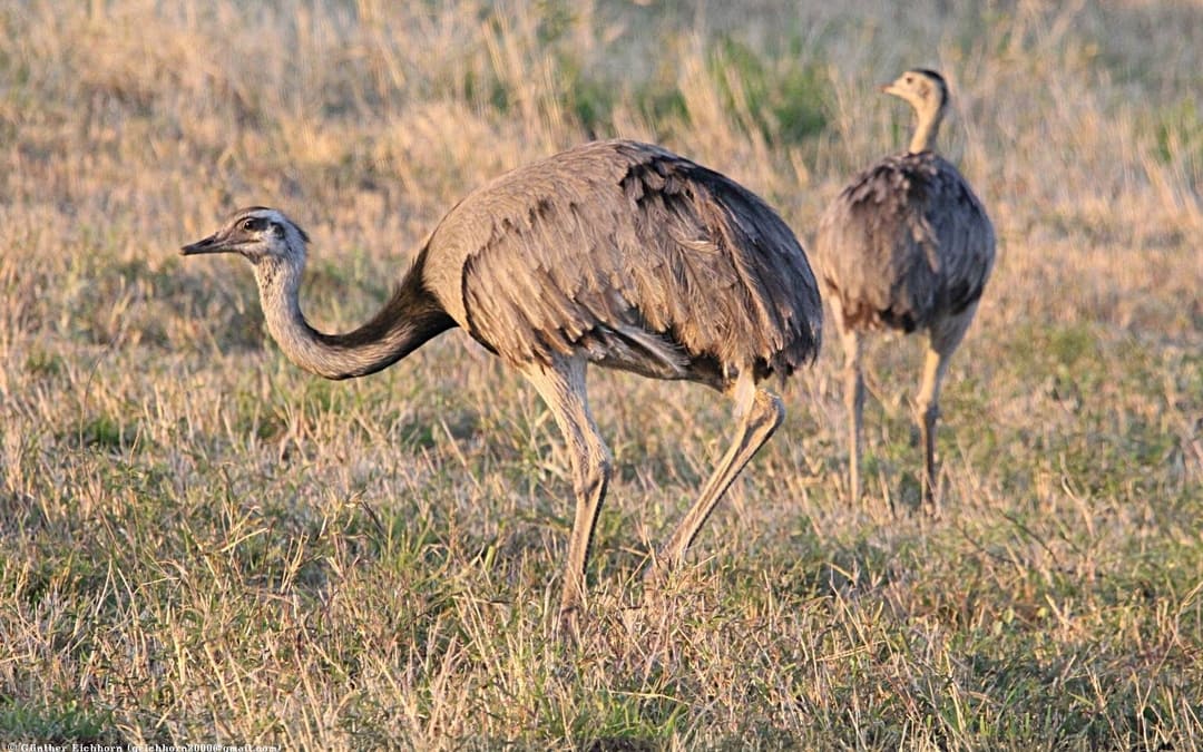 Paraguay Birding & Nature PBN