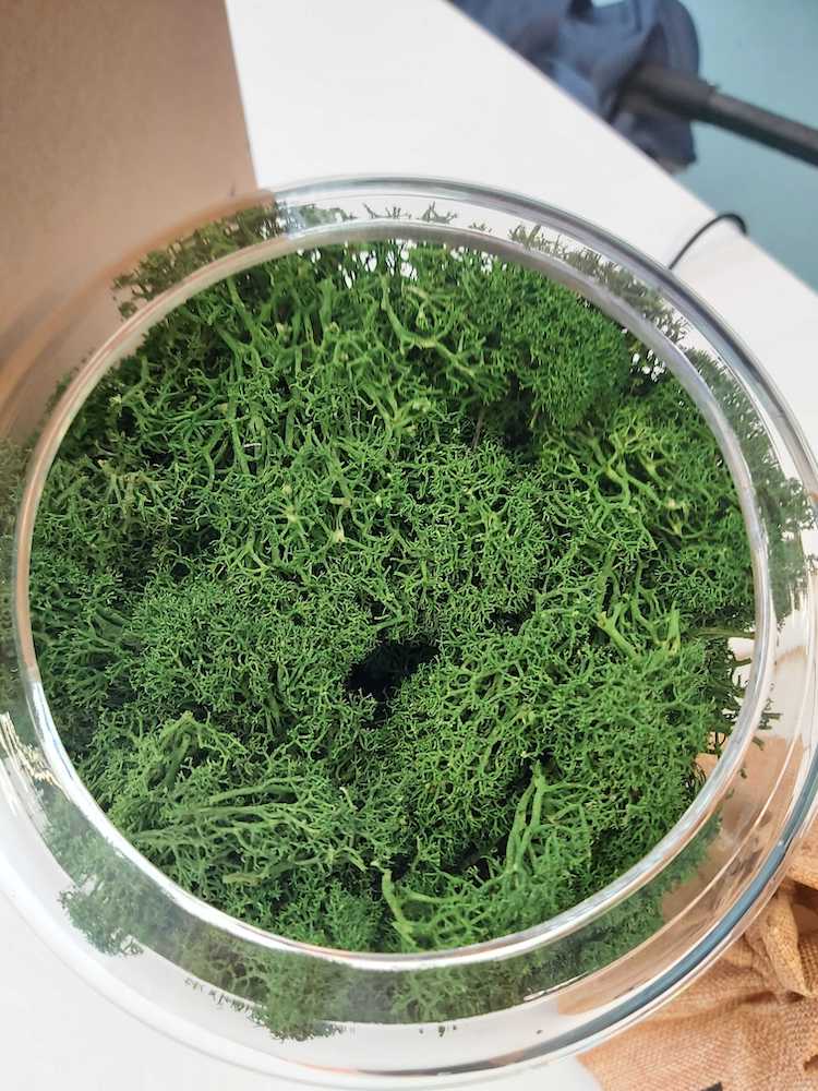 Briiv: The most sustainable air filter? The air-Q Lab Test