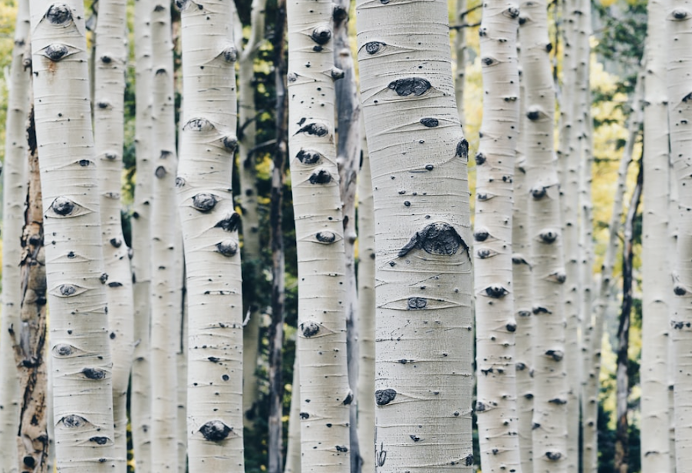 Birch Trees 101