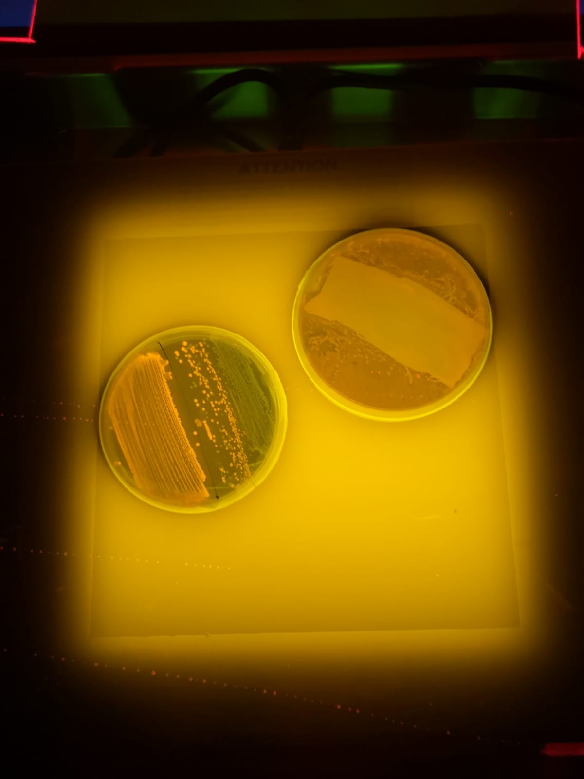 Dyeing Textiles with Bacteria: Making LB-Agar Plates