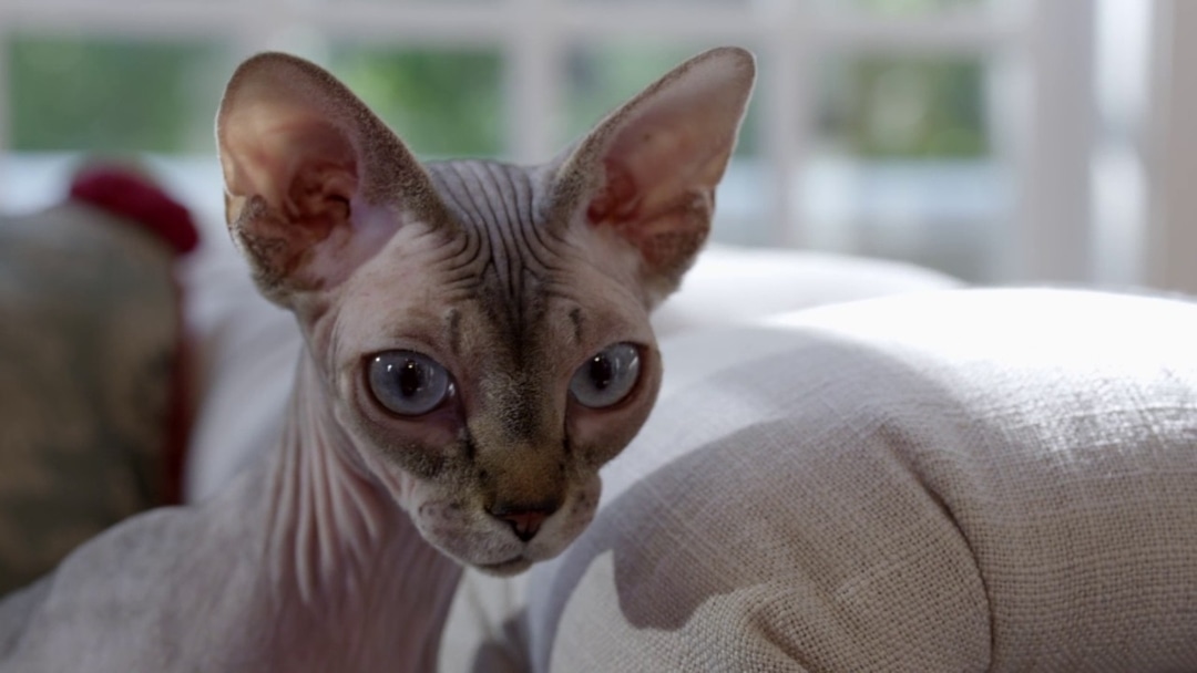 Fancy Rhino: Good* Branded Content