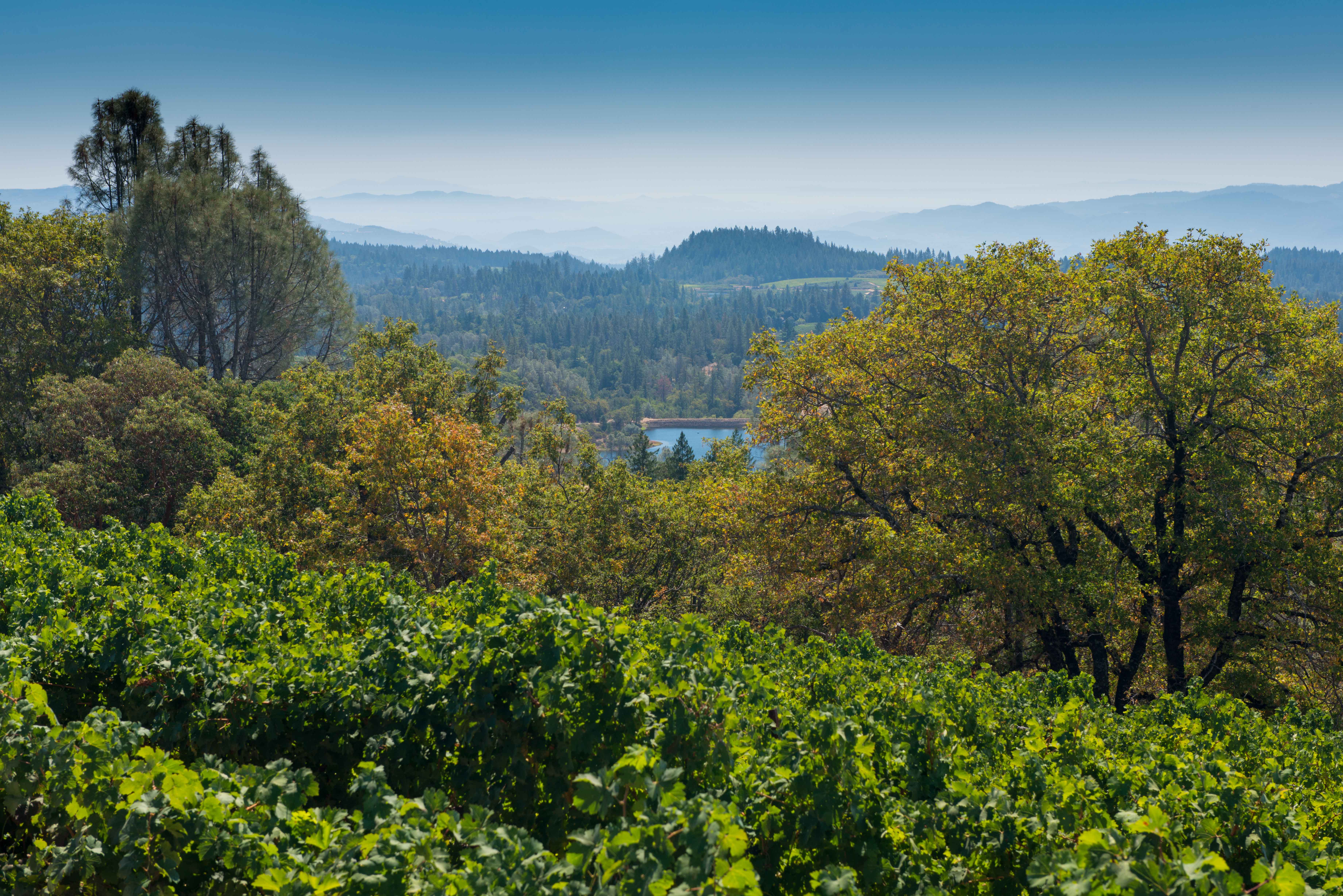 Napa Valley Day 3: Hendry Winery, Robert Craig Winery, and Ellman ...
