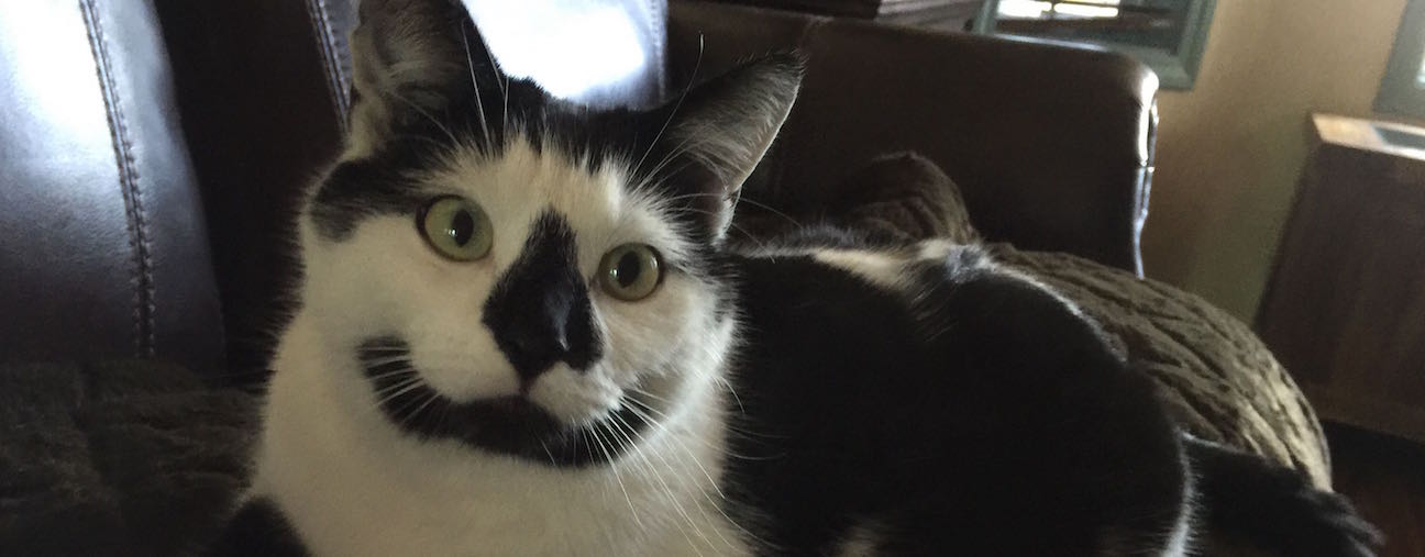 Happy Jack Cats, Inc.