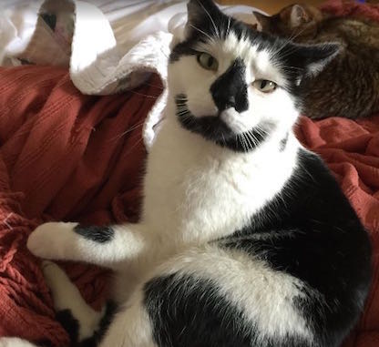 Recent Posts | Happy Jack Cats, Inc.