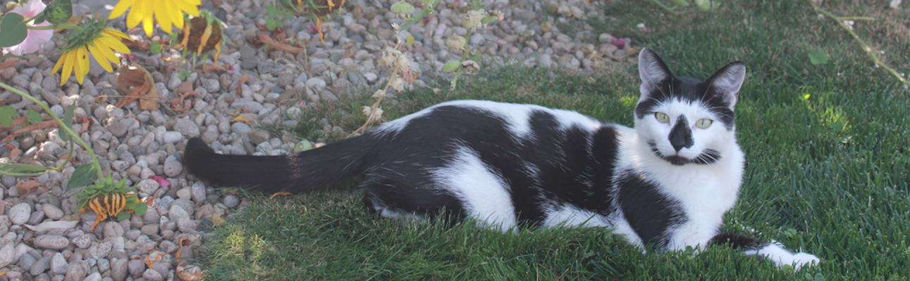 Happy Jack Cats, Inc.