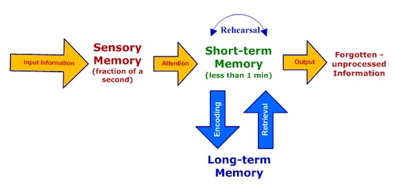 What Is Memory Encoding And How Is It Improved 