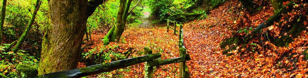 Volunteers for Outdoor California